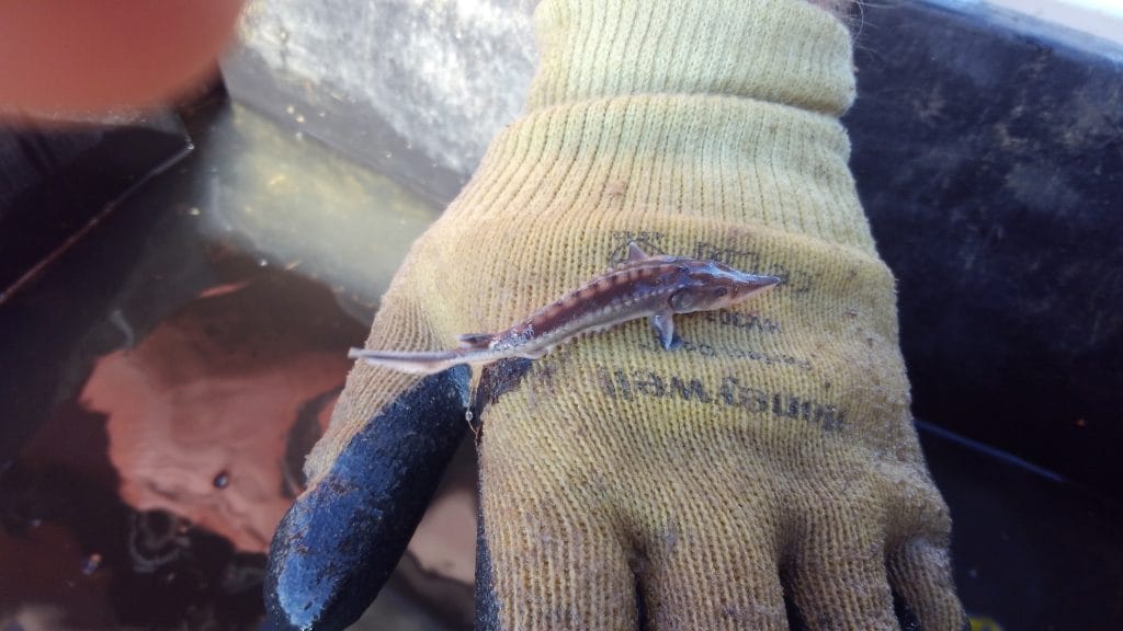 Researcher finds rare fish in the James River The Commonwealth Times