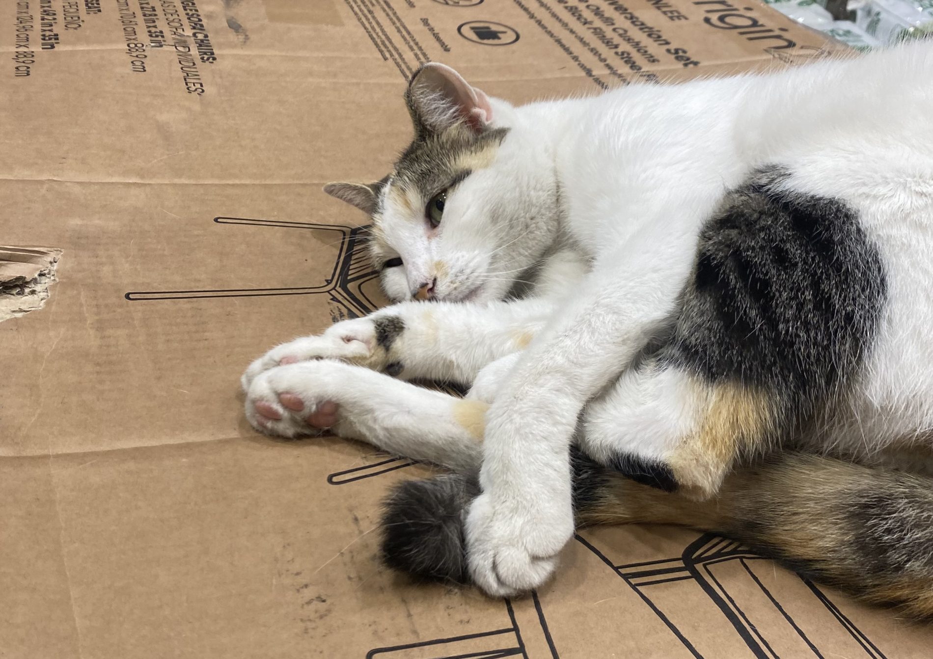 Francine the Lowe’s cat has been found The Commonwealth Times