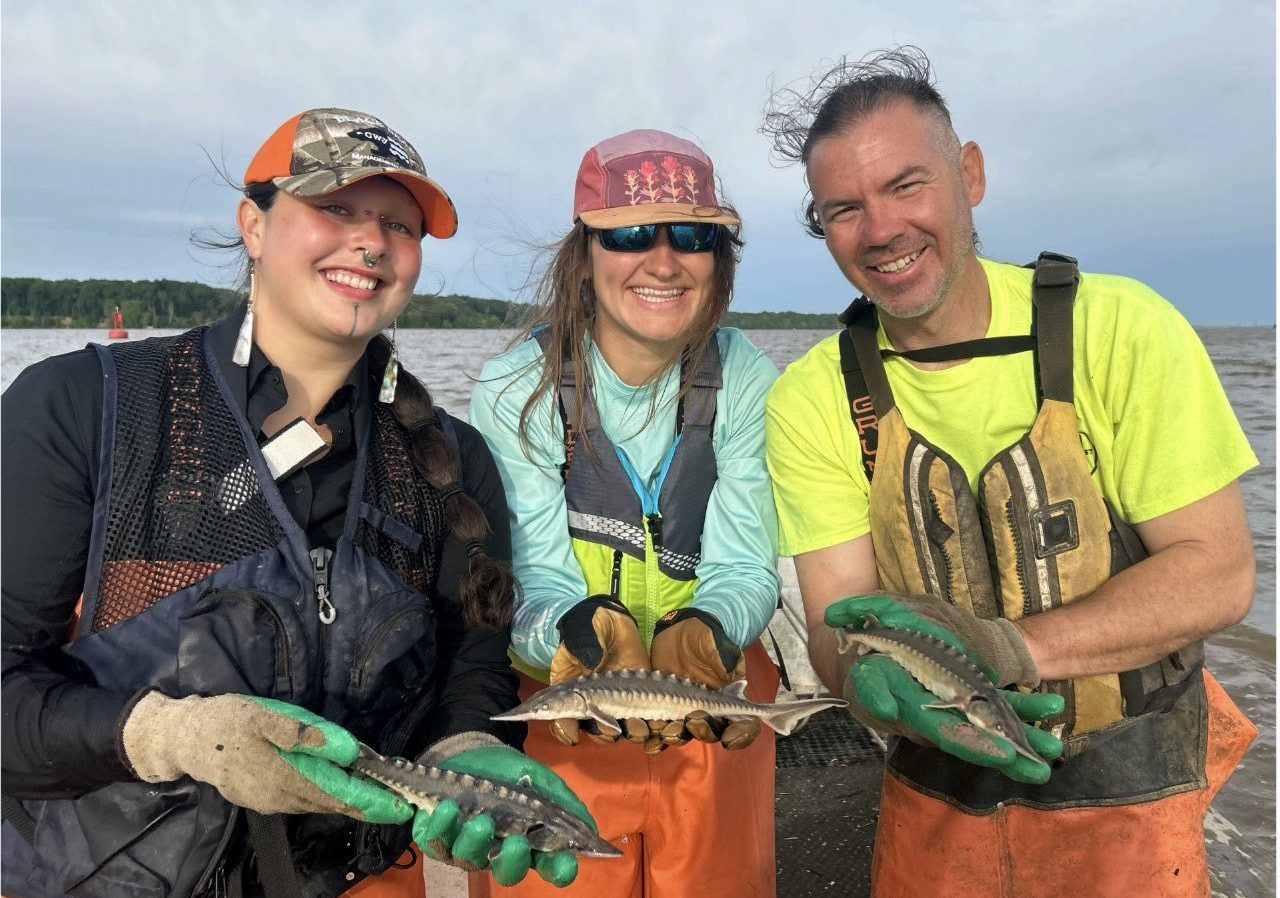 Atlantic sturgeon are making a comeback in the James River thanks to ...